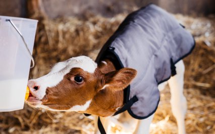 calf coat standard - AKROH Industries B.V.